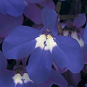 Lobelia Riviera Midnight Blue Seeds - Film-Coated - UNTREATED - 500 Seeds