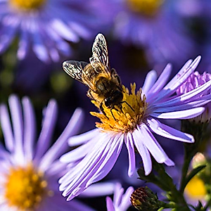 Outsidepride Aster Blue Garden Flower Plant Seed - 2000 Seeds