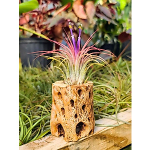Cholla Wood Tillandsia Air Plant Planter by The Drunken Gnome (Airplant Included) (Cholla Wood)
