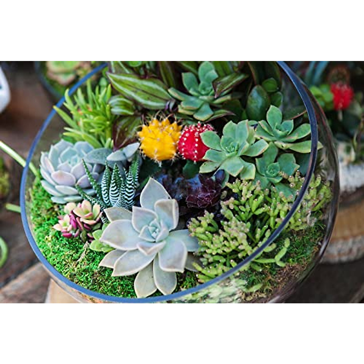 800pcs Mix Rare Succulent Seeds for Planting, DIY Bonsai Ornamental Plant, Non-GMO Open Pollinated Seeds