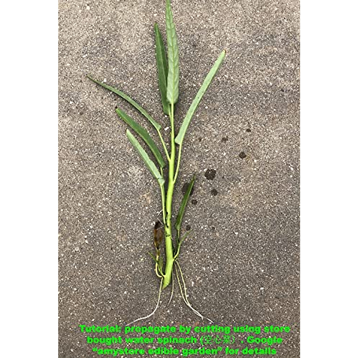 Asian Bitter Gourd Seeds for Planting Vegetables and Fruits(苦瓜).Vegetable Seeds at Home Vegetable Garden & Hydroponics Seed Pods-Bitter Melon Seeds for Planting-10 Tai Guo Bitter Melon Plant Seeds