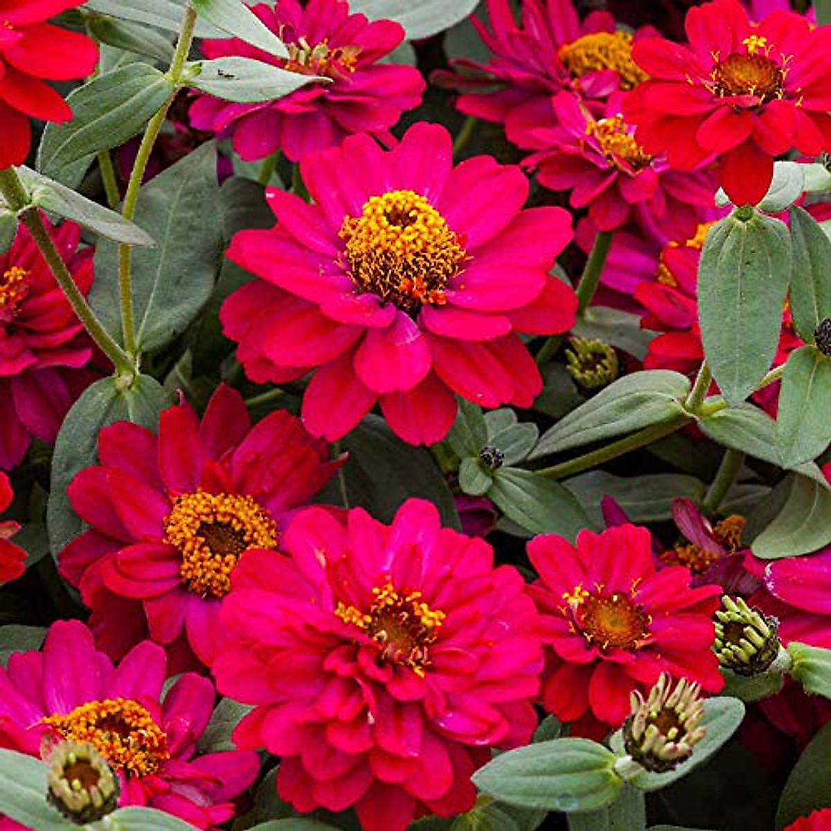 Outsidepride Zinnia Profusion Double Hot Cherry Heat & Drought Tolerant Garden Cut Flowers - 50 Seeds