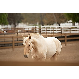 Kawell USA Natural Horse Shampoo for Skin and Coat Care - suitable for Minor Injuries, Cuts, Ulcers, Skin Allergies and Irritations, infused with Matico Healing Properties, 32 oz.