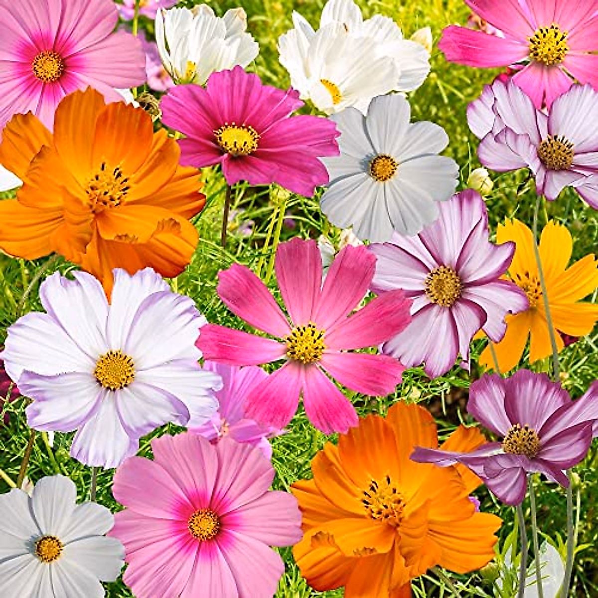 Mix Cosmos Bipinnatus Flower Seeds - Garden Cosmos Mexican Aster 11 Colors Non-GMO | Organic | Heirloom (10g)
