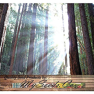 Big Pack - (1,000) Dawn Redwood Tree Seeds - Metasequoia glyptostroboides - by MySeeds.Co (Big Pack - Dawn Redwood)