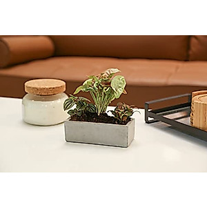 Costa Farms Mini Houseplants (6 Pack), Easy Grow Live Indoor House Plants in Nursery Plant Pots, Grower's Choice with Soil Potting Mix, Potted Home Décor Planter or Outdoor Garden Gift