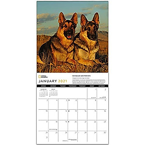 National Geographic German Shepherds 2021 Wall Calendar