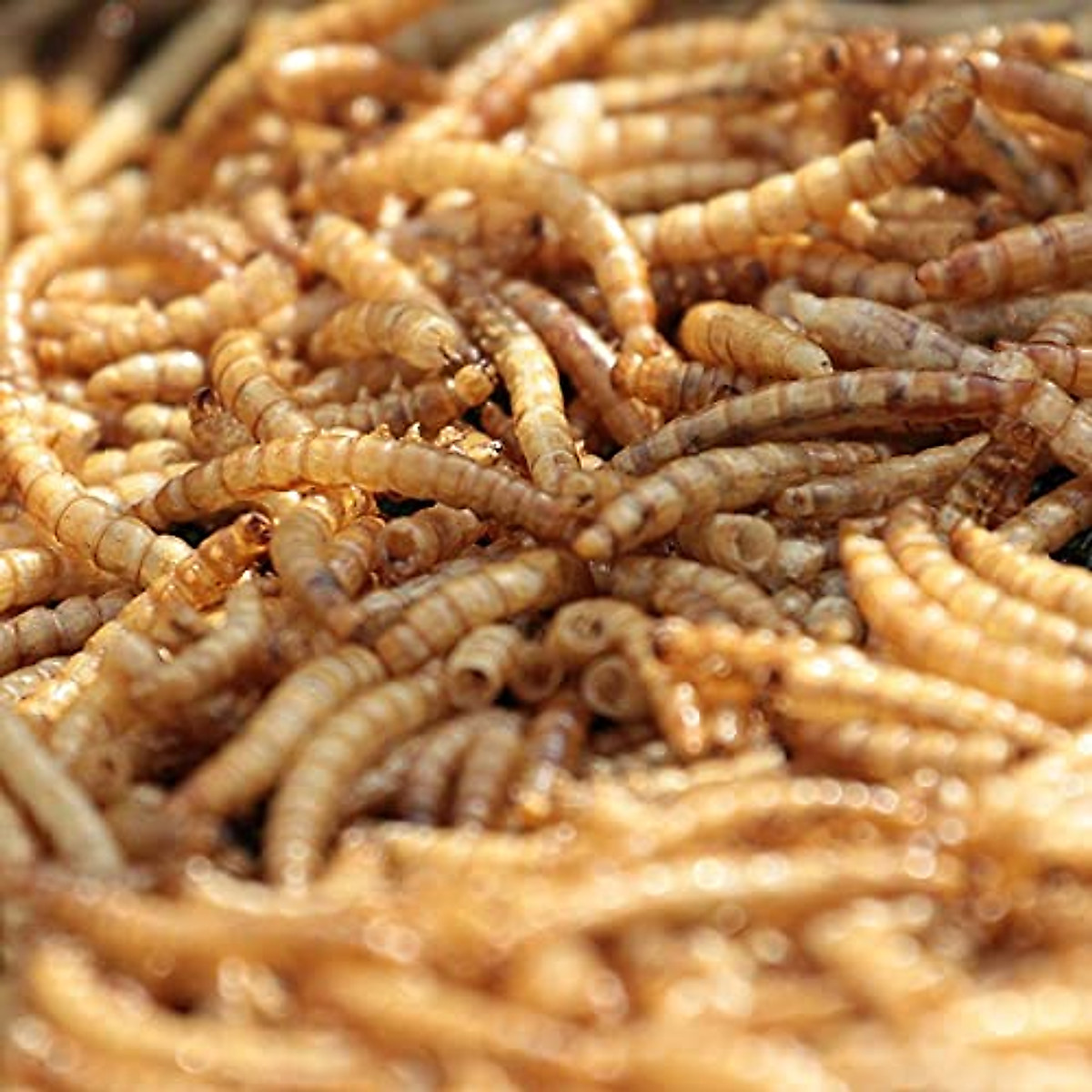MBTP Bulk Dried Mealworms - Treats for Chickens & Wild Birds (5 Lbs)