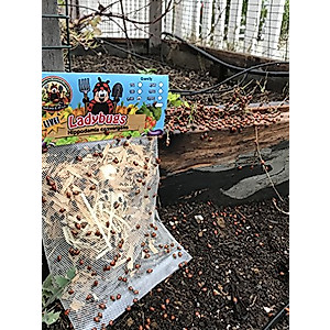 1500 Live Ladybugs - Guaranteed Live Delivery! + Good Bug Nectar