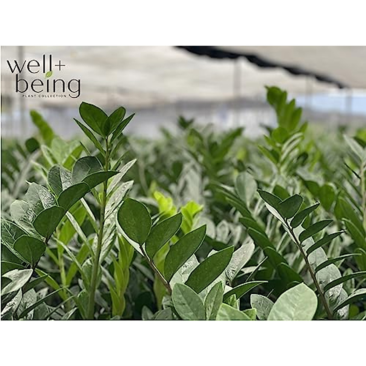 Nature’s Way Farms ZZ Plant, Zamioculcas Zamiifolia, Indoor, Outdoor, Live Houseplant, in Grower Pot (25-30 in. Tall)