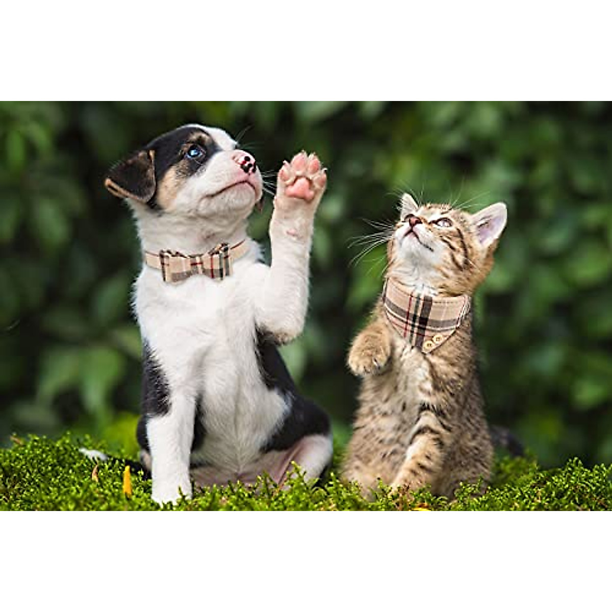 3 PCS Dog Collars for Small Dogs Puppy Collar and Leash Set Dog Bow Tie with Bell Puppy Bandana Leather Dog Collar for Small Dogs Puppies and Cats(Beige)