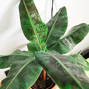 YEGAOL Garden 100Pcs Dwarf Banana Seeds Tropical Fruit Perennial Organic Non-GMO Evergreen Patio Garden Plant Fruit Seeds