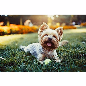 PET SUPPLEMENTS Extend Joint Care Dogs - Turmeric Joint Health for Dogs - Advanced Formula for Joints - Dog Turmeric Chews Organic - 1 Bottle (60 Tablets)