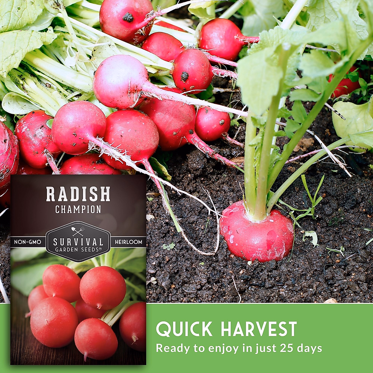 Survival Garden Seeds - Champion Radish Seed for Planting - Packet with Instructions to Plant and Grow Red Radishes in Your Home Vegetable Garden - Non-GMO Heirloom Variety