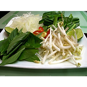 Culantro Seeds,Recao,A.K.A;Vietnamese Coriander,Thai Parsley,ngo gai,Shadon beni