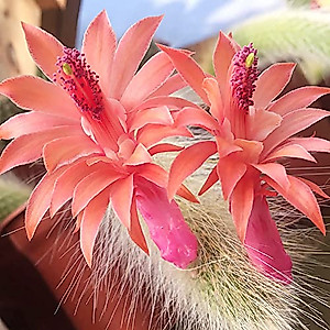 YEGAOL Garden 20Pcs Hildewintera Colademononis Seeds Soft Monkey Tail Cactus Seeds Ornamental Drought Tolerant Non-GMO Outdoor Indoor Potted Bonsai Decor Plant