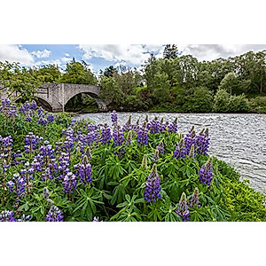 Riverbank Lupine Flower Seeds, 100+ Heirloom Seeds Per Packet, (Isla's Garden Seeds), Botanical Name: Lupinus rivularis, Non GMO Seeds