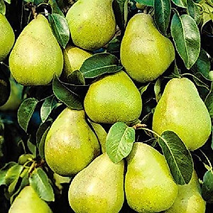 20 Seeds of Mixed Pears Trees, Bartlett, Kieffer, Green Anjou, Red Anjou, Asian Singo Pears Trees Seeds