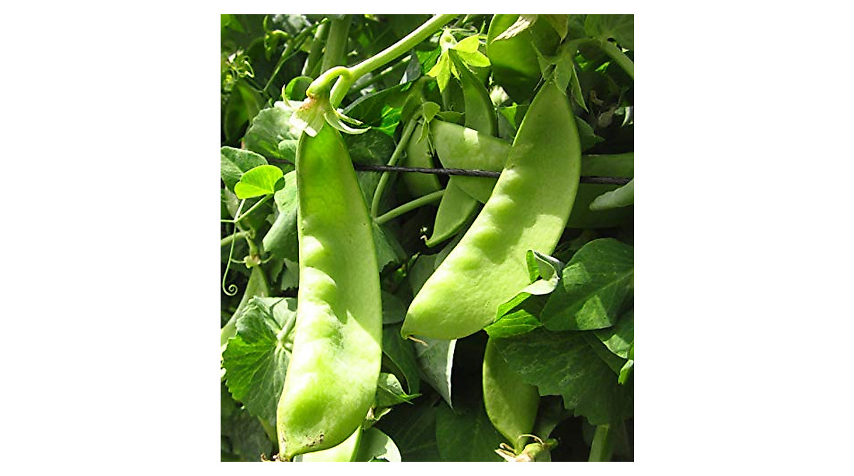 Oregon Giant Snow Pea Seeds | Heirloom Non-GMO for Bountiful Harvests
