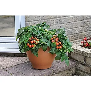 NIKA SEEDS - Vegetable Indoor Dwarf Tomato Santa Claus - 25 Seeds