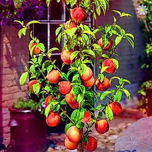 CHUXAY GARDEN Dwarf Bonanza Peaches,Peach Fruit Tree 10 Seeds Sweet Fruit Gardening Fresh Non-transgenic Edible Great for Garden