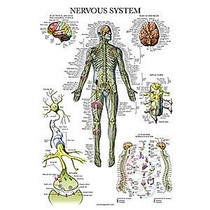 Palace Learning Nervous System Anatomy Poster - LAMINATED - Autonomic Nervous System & Brain Anatomical Chart - 18" x 24"