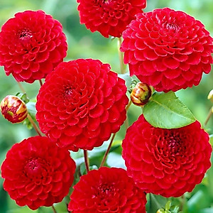 Seeds4planting - Seeds Dahlia Pompon Mix Annual Beautiful Flower Non GMO