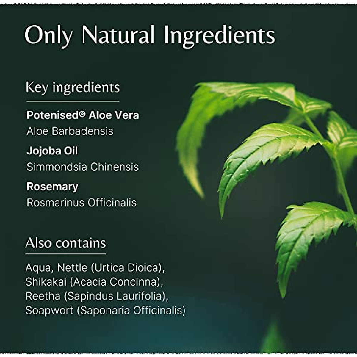 Mistry's Aloe Vera Jojoba Conditioner 200ml - Natural Hair Care, Gentle, Strengthening & Nourishing - Suitable for All Ages and Hair Types, Additive Free, Vegan,