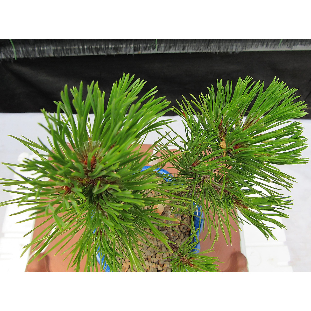 Mugo Pine Bonsai Tree - Small
