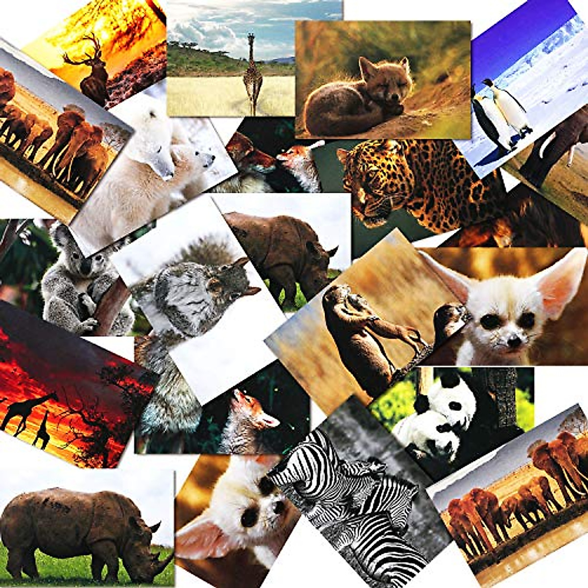 Outus 60 Pieces Wild Animal Postcards Animal Themed Blank Postcards Pandas Lions Polar Bears Penguins Elephants Giraffes Animal Greeting Postcards for Kids Teachers, 4 x 6Inches, 20 Styles