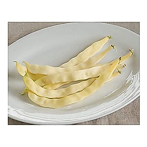 David's Garden Seeds Bean Pole Marvel of Venice 6789 (Yellow) 50 Non-GMO, Heirloom Seeds