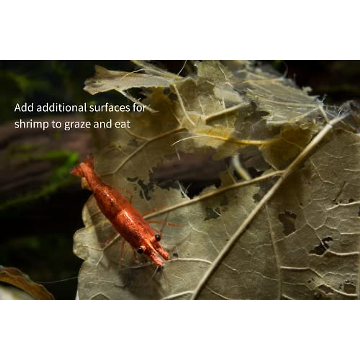 Snout and Shell 10 Indian Almond Leaves 19-25cm (7''-10'') Botanical Leaves for Aquarium Fish, Shrimp & Terrarium Pets - Mineral Source, Decor & Healthy Environment, Brown