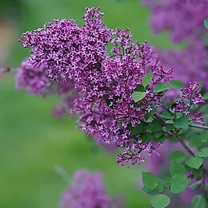 Proven Winners - Syringa x Bloomerang Dark Purple (Reblooming Lilac) Shrub, dark purple flowers, #3 - Size Container