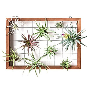 Mkono Air Plant Frame Hanging Airplant Holder Tillandsia Display Hanger Wooden Shelf Wall Decor for House Plants, Succulent, Christma Gifts for Plant Lovers, 16" (Plant Not Included)