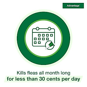 Advantage Topical Cat Flea Treatment and Prevention for Large Cats Over 9 lbs. | Apply Flea Drops Monthly | 2 Treatments