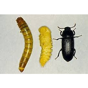 The Mad Jungle 100 Mixed Medium/Large Superworms Live Arrival Guaranteed, medium/large mixed