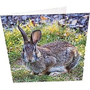 Maturi Rabbit Photographic Blank Birthday Greetings Card, 6" x 6" Square