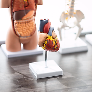 MonMed Anatomical Heart Model, Human Heart Anatomy Model – 2 Part Heart Models Anatomy Life Size Medical Heart Model