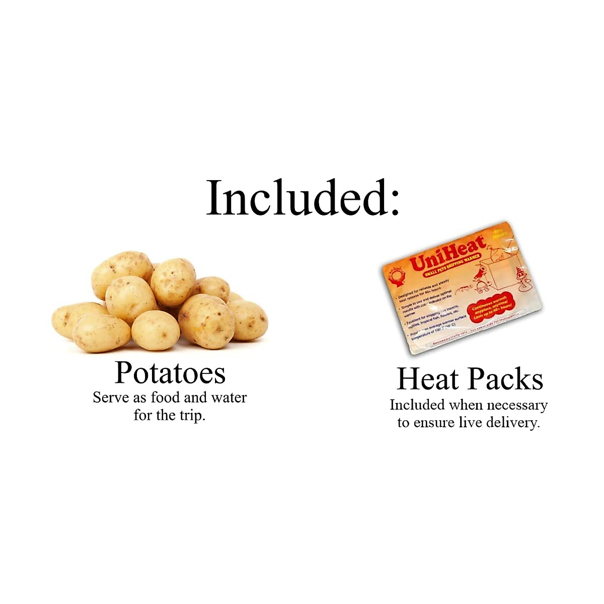 BuyFeederCrickets 500 Live Acheta Crickets (Medium (1/2"))