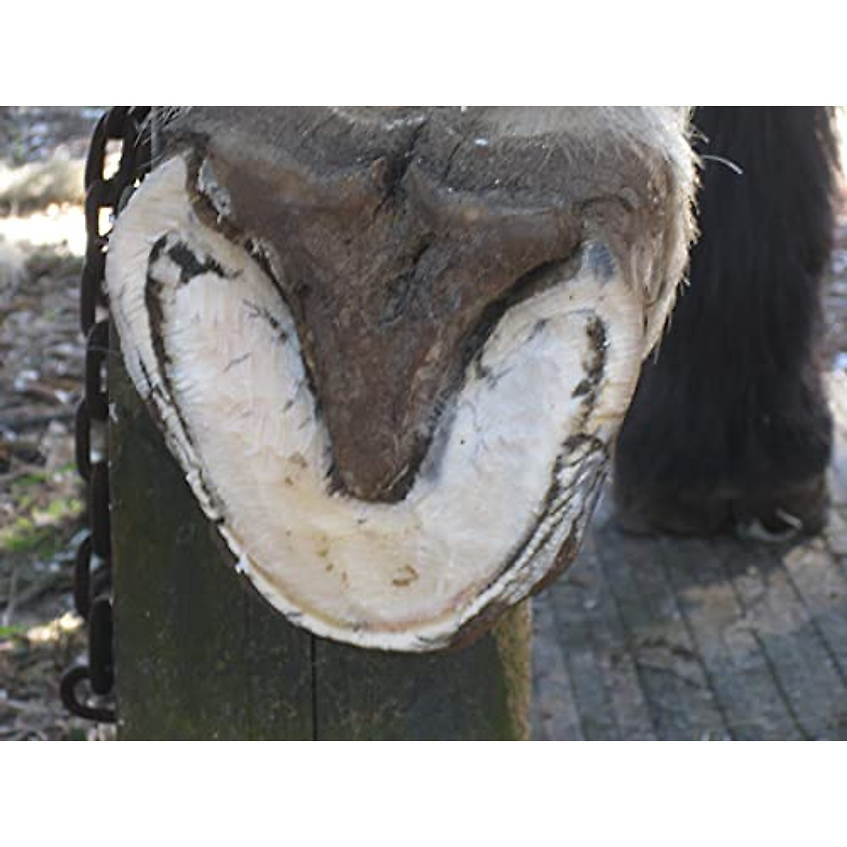 Basic Horse Hoof Trimmer Set – Electric Plug in - 110 Volt - Accessories Included