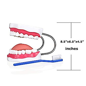 Jackson Global JBM-B7 Human Skin Model from Scalp Section and Teeth Model with Brush with Carrying Case