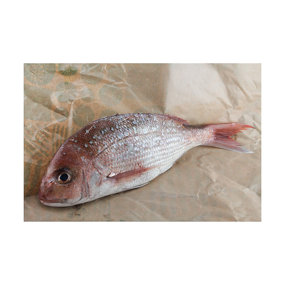 Snapper Whole Yellowtail