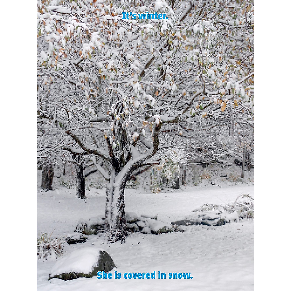 My Friend, the Apple Tree