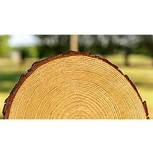 Set of (10) 9-10 inch Wood Slices! Baby Shower centerpieces, Wedding centerpieces, Party centerpieces, Woodland centerpieces, Safari centerpieces! (9 inch)