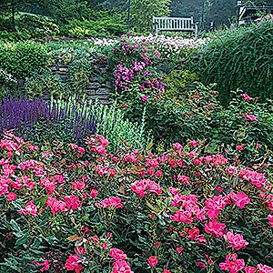 Root 98 Warehouse Knockout Double Red Rose, 1g