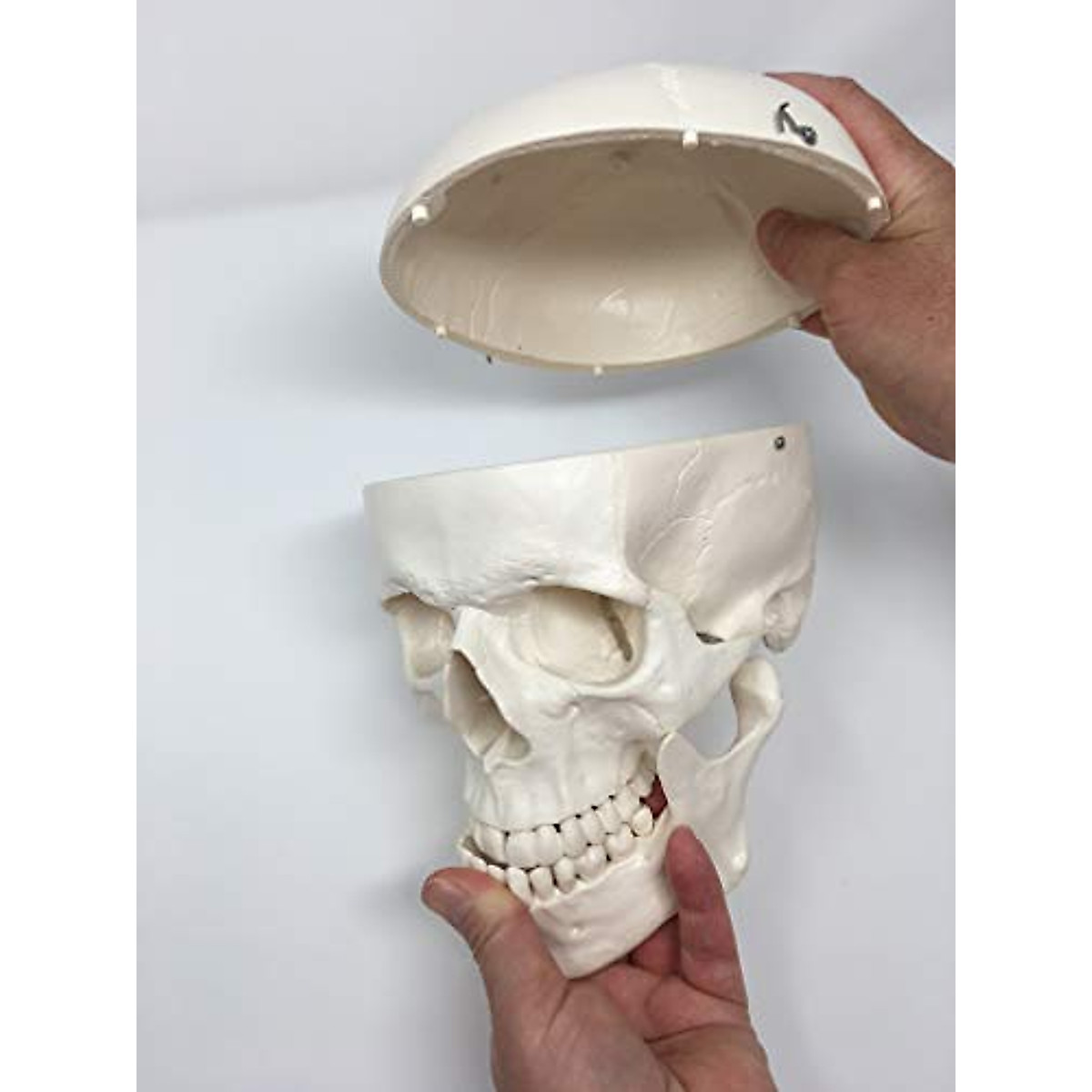 Medical Anatomical Skull Model - 3 Parts - Life Sized Human Mold