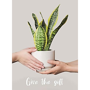 LE TAUCI Plant Pots Indoor, 4.3+5.3+6.8 Inch, Set of 3, Ceramic Planters with Drainage Hole and Saucer, Modern Indoor Flower Pot with Hole Mesh Pad, Gifts for Mom, Classic White