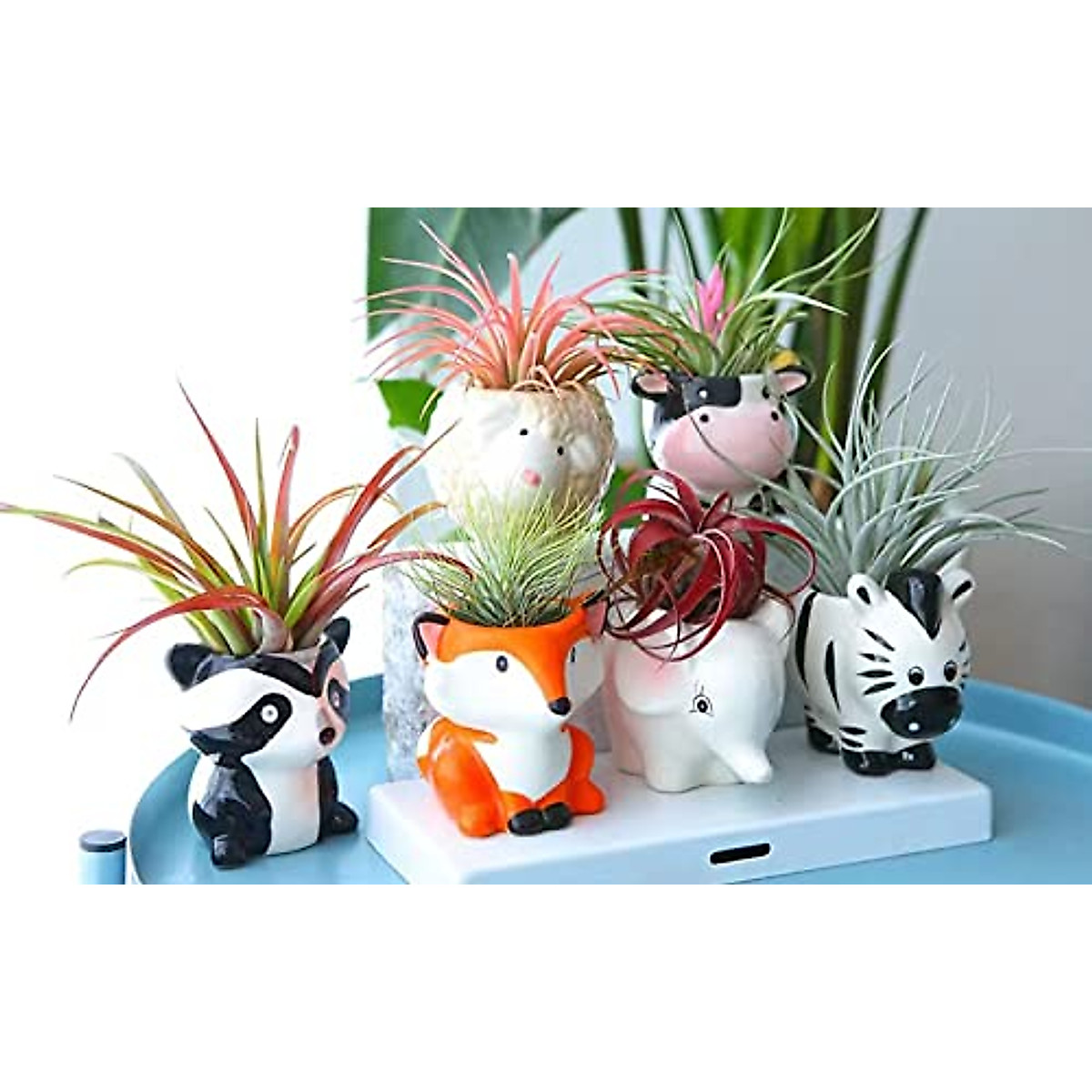 6 Pcs Air Plant Holders Cartoon Shaped Small Succulent Pot Animal Planter Small Ceramic Plant Pot with Drainage for Mini Plant Cactus Flower, Tillandsia Air Fern, Display Stand Home, Office Desktop