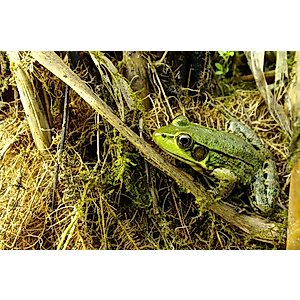 Posterazzi Green Frog (Rana Clamitans) Pointe-Des-Cascades Quebec Canada Poster Print, (18 x 12)