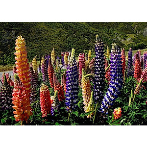 Russell Lupine Seeds, 2000+ Seeds, Flower Seeds for Planting